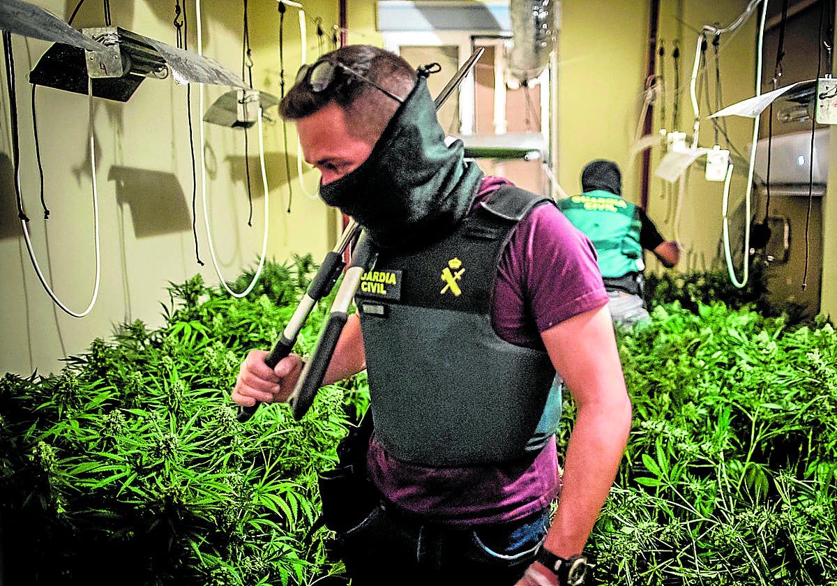 Las plantaciones interiores de marihuana de Almería sobrevivieron al gran apagón | Ideal